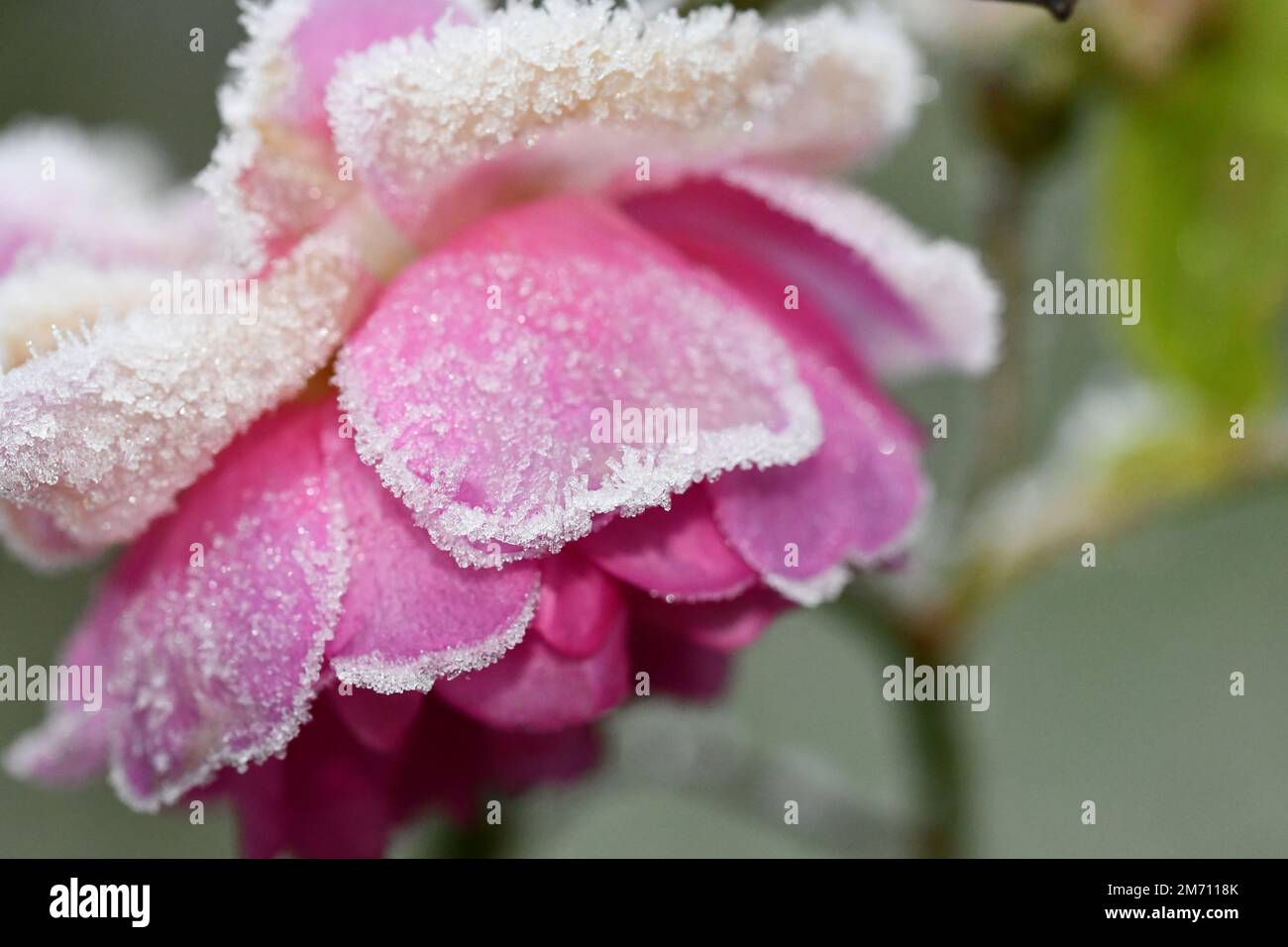 Macro photography of frosted red rose petals Stock Photo - Alamy