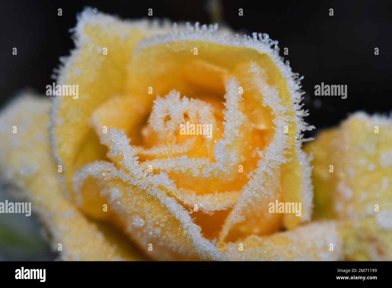 Macro photography of a frosted yellow rose Stock Photo - Alamy