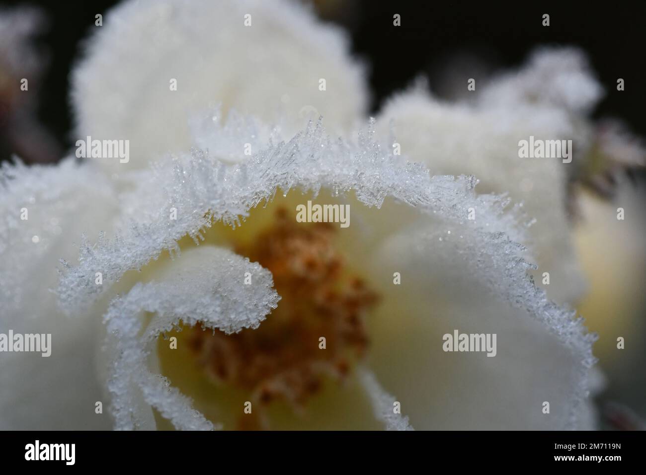 Macro photography of a frosted white rose Stock Photo - Alamy