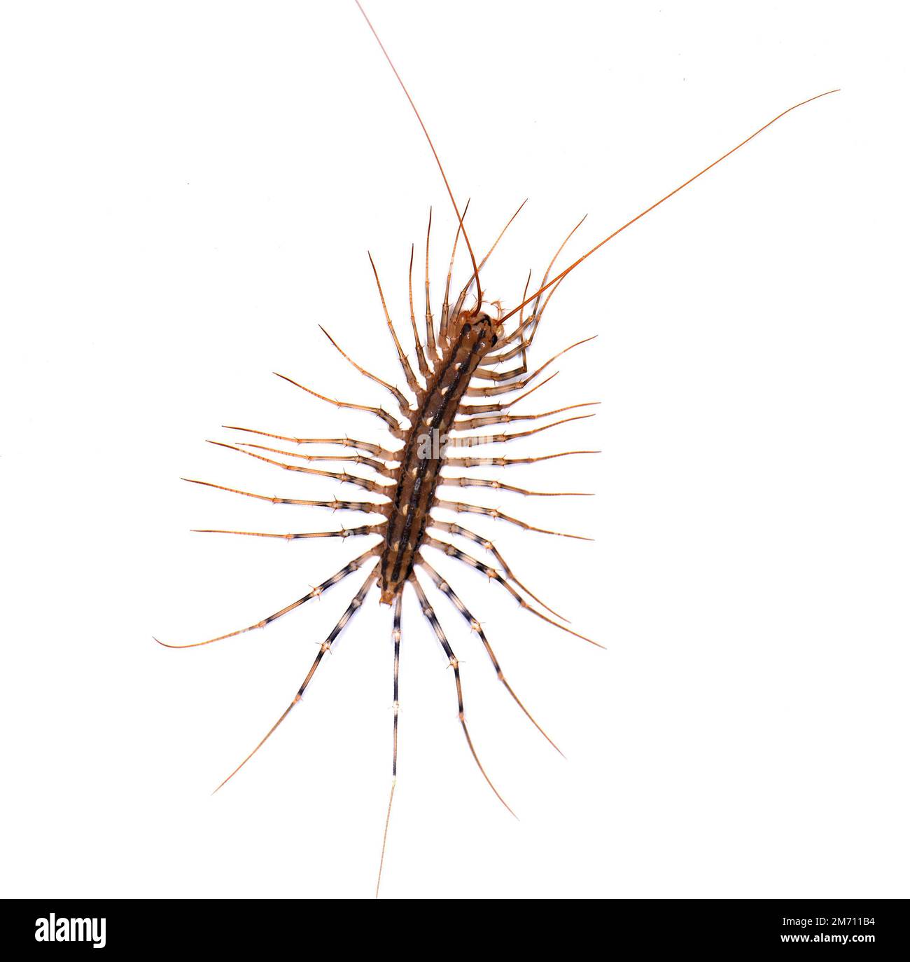 House centipede scutigera coleoptrata Cut Out Stock Images & Pictures ...