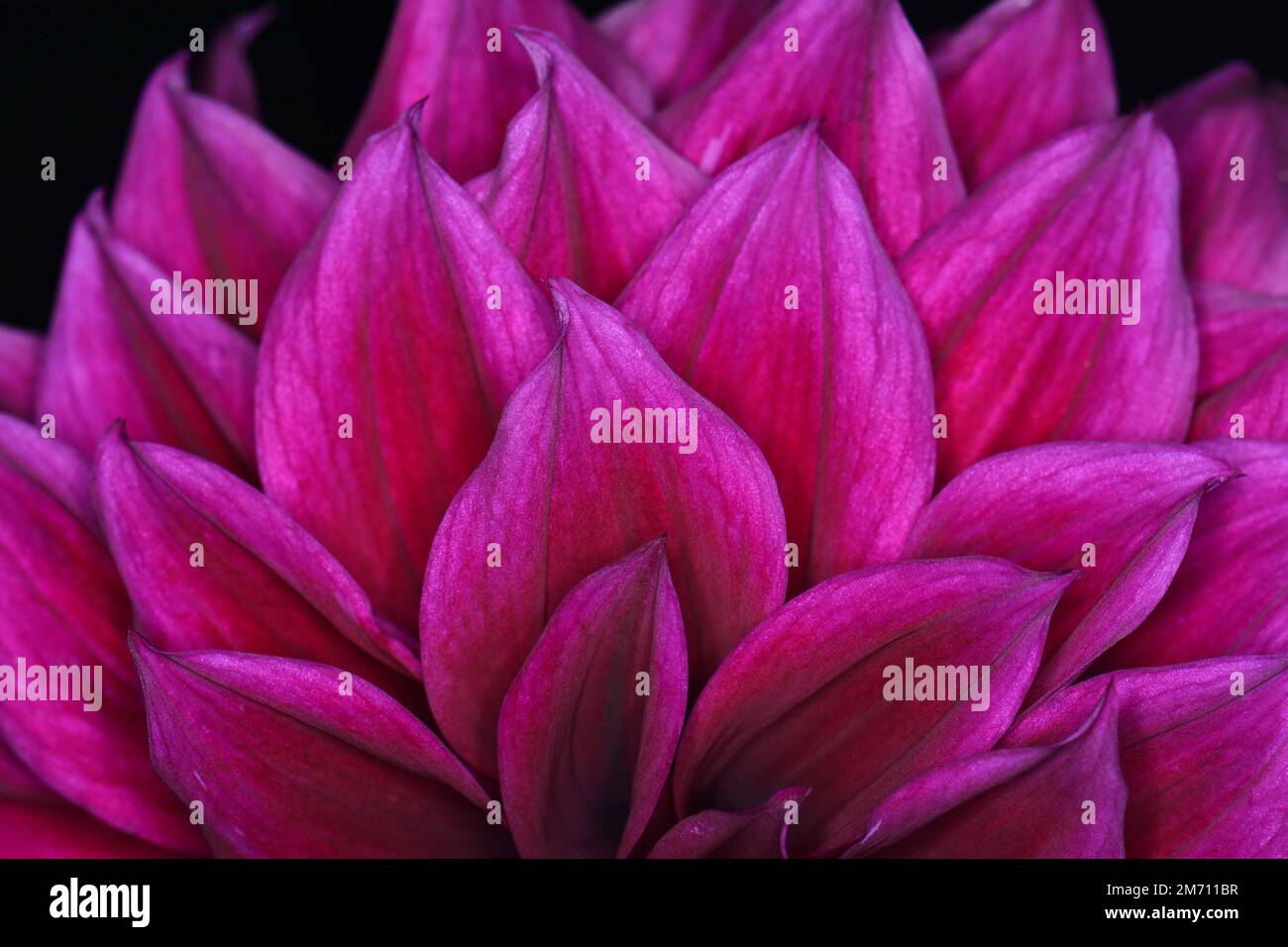 Red pink Dahlia flower macro photo. Macro dahlia petals, floral ...