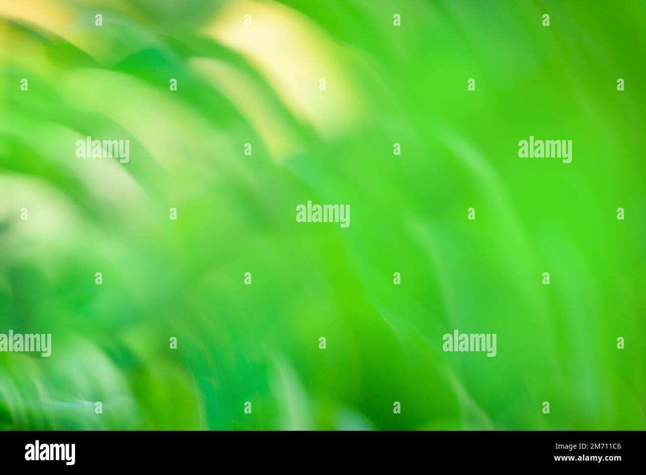 Copyspace bokeh blurry effect background. Blurry green bokeh background ...