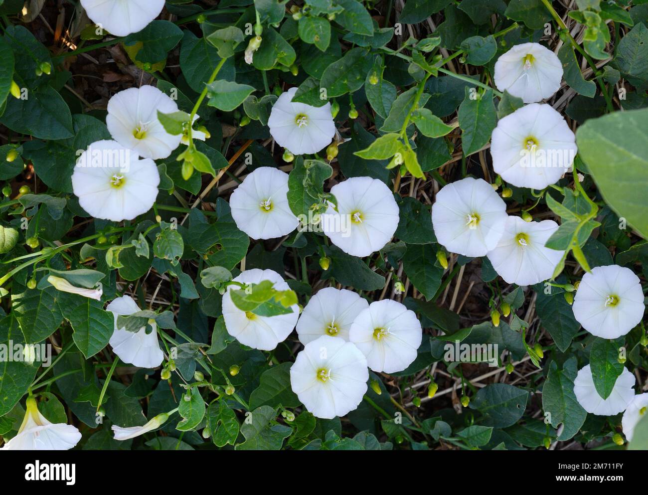 Vegetation background from flowers of convolvulus field Stock Photo - Alamy