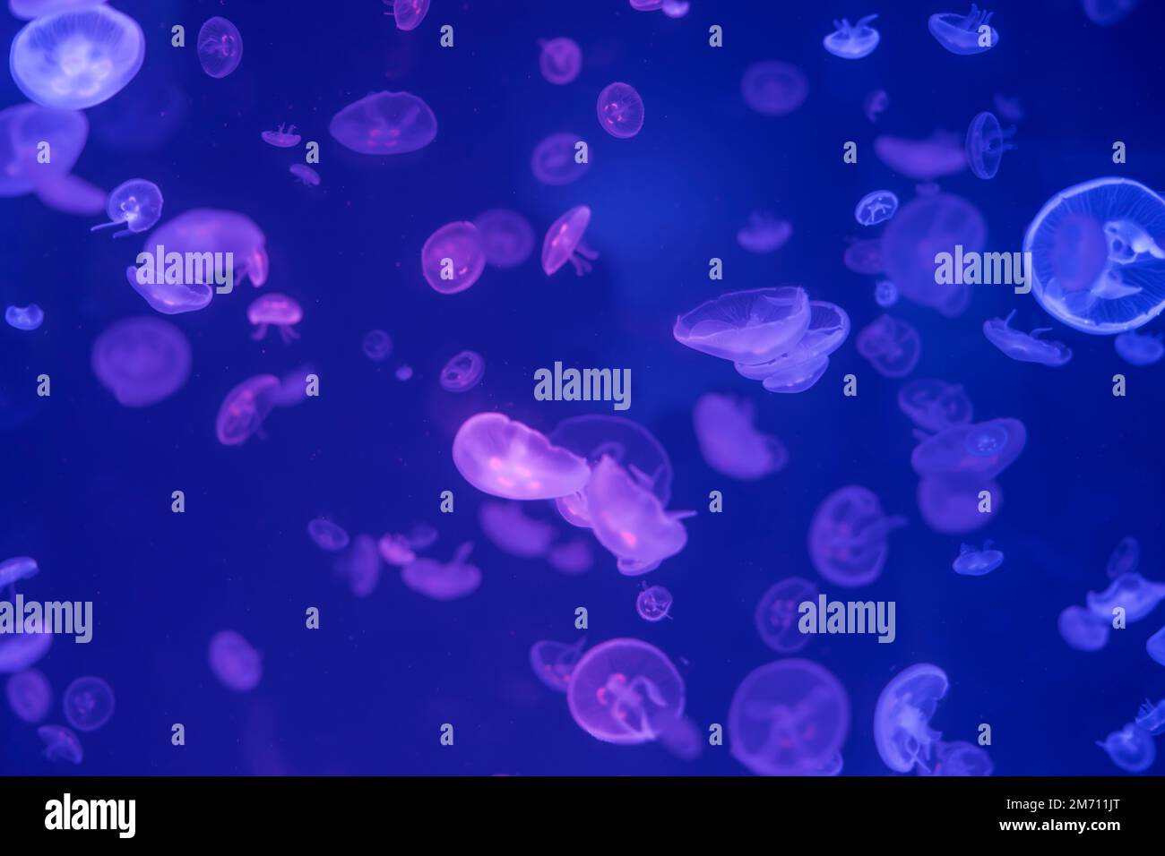 Jellyfish floating in the ocean-sea, the light passes through the water ...