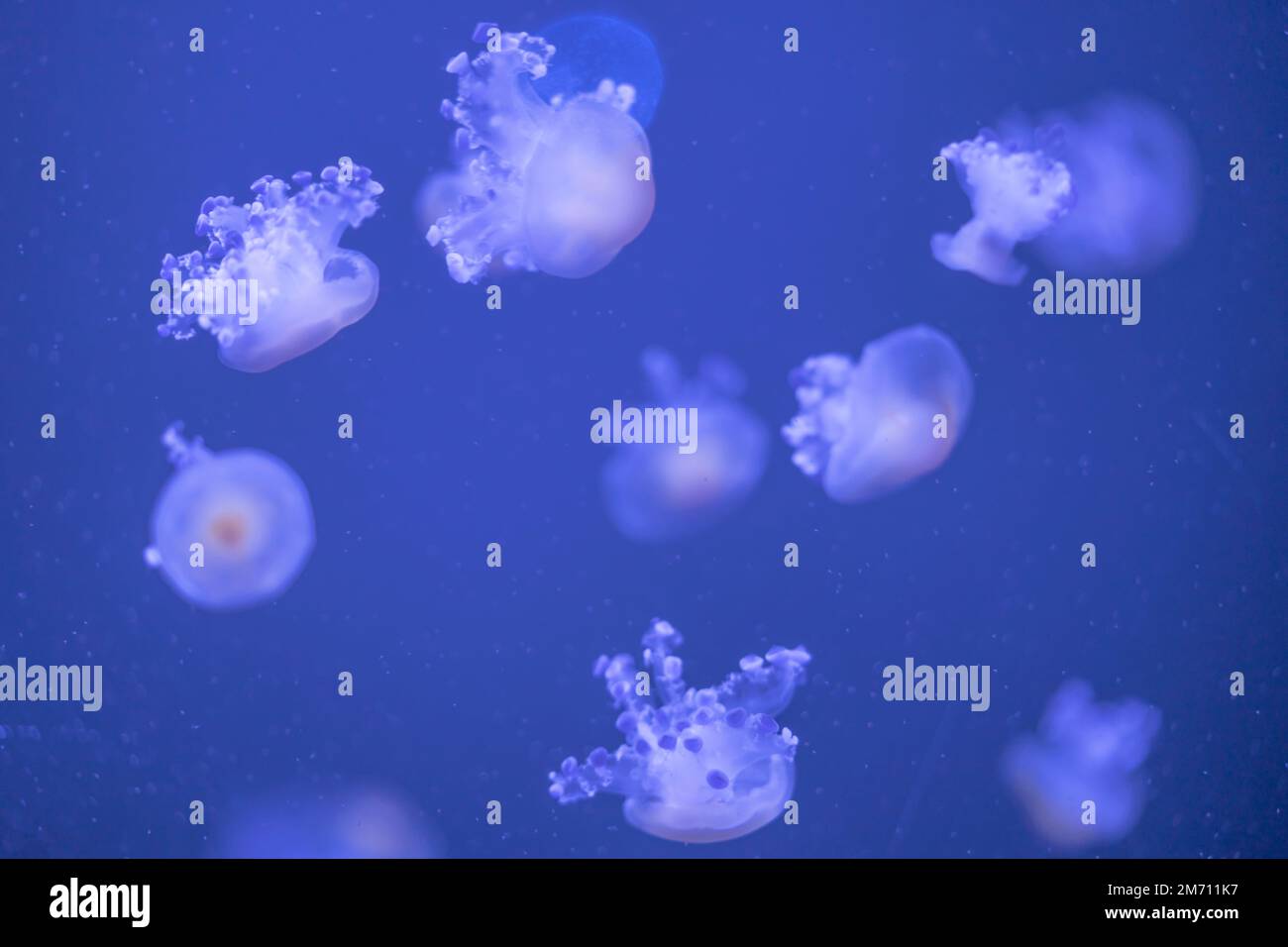 Jellyfish floating in the ocean-sea, the light passes through the water ...