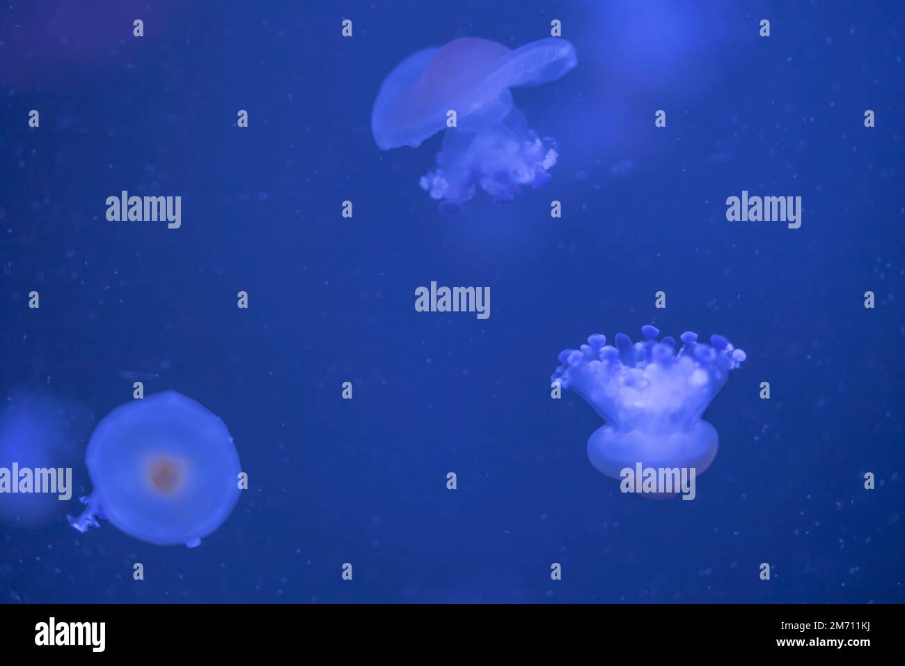 Jellyfish floating in the ocean-sea, the light passes through the water ...