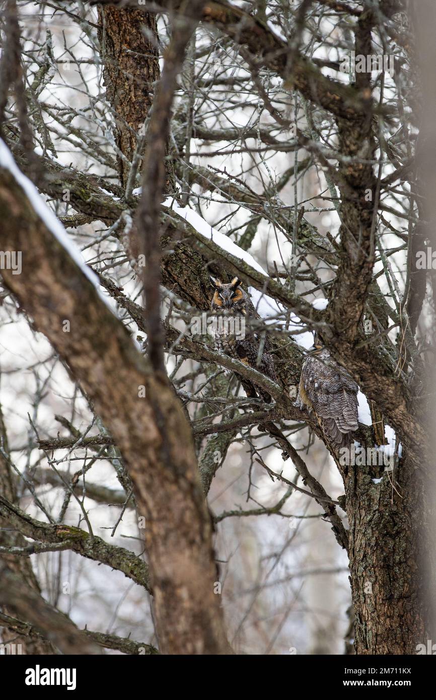 A vertical shot of an owl hopping on the tree branch through the ...