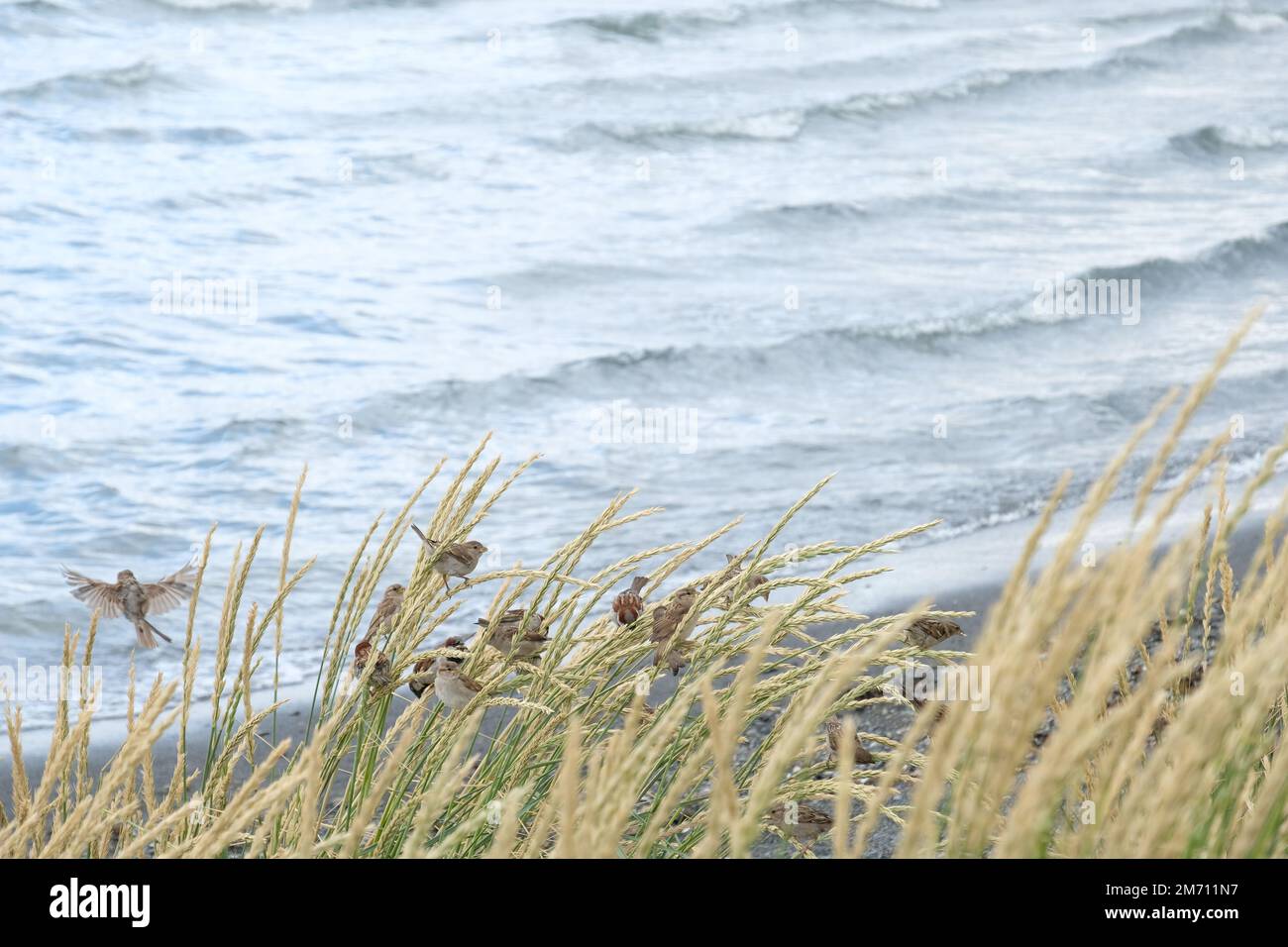 Birds storm eating grains, Puerto Natales, Chile Stock Photo - Alamy