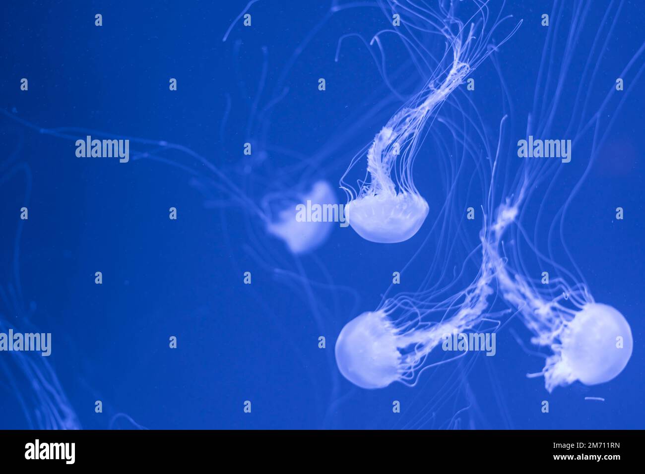 Jellyfish floating in the ocean-sea, the light passes through the water ...