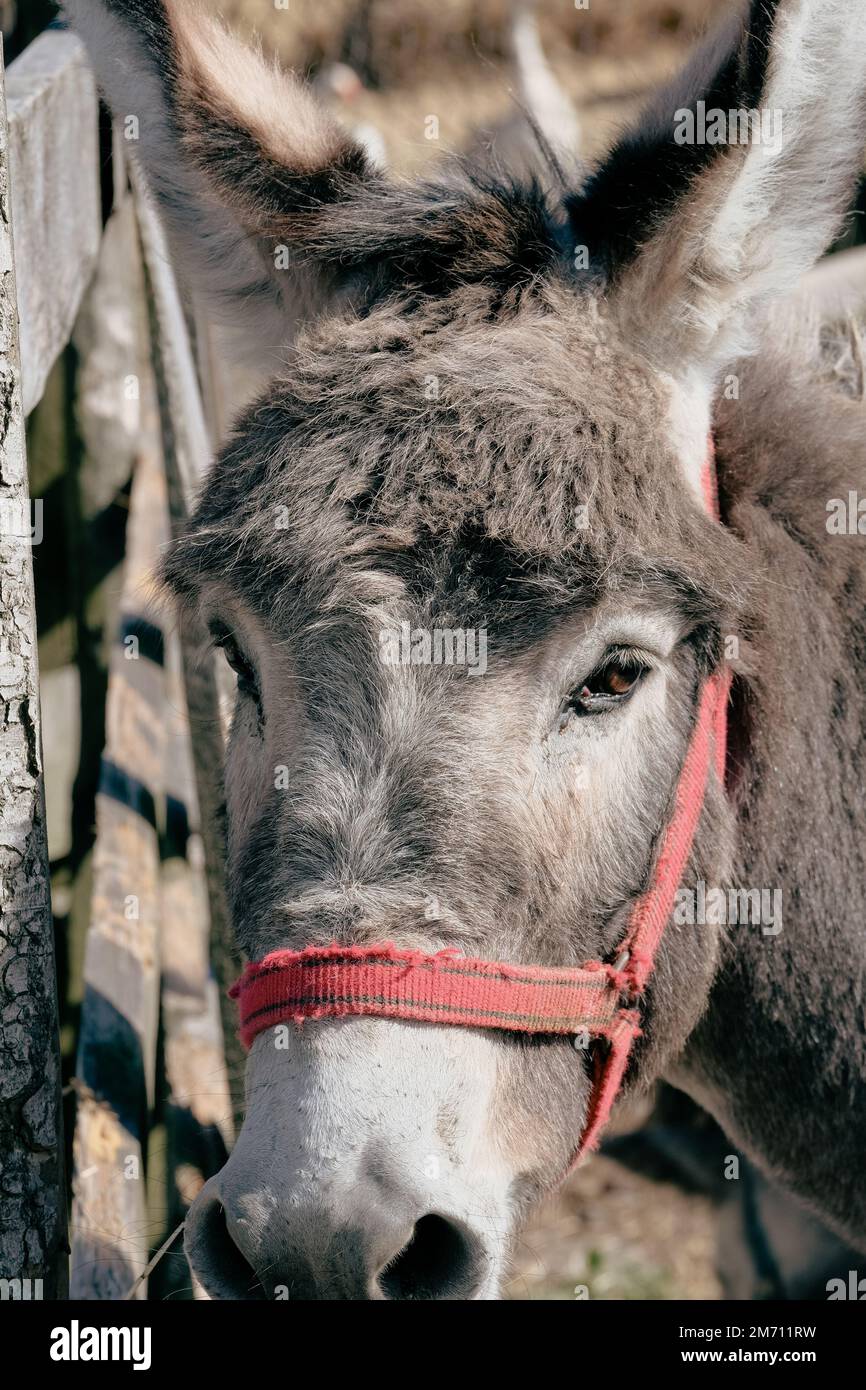 A vertical closeup shot of a donkey with a red muzzle Stock Photo - Alamy