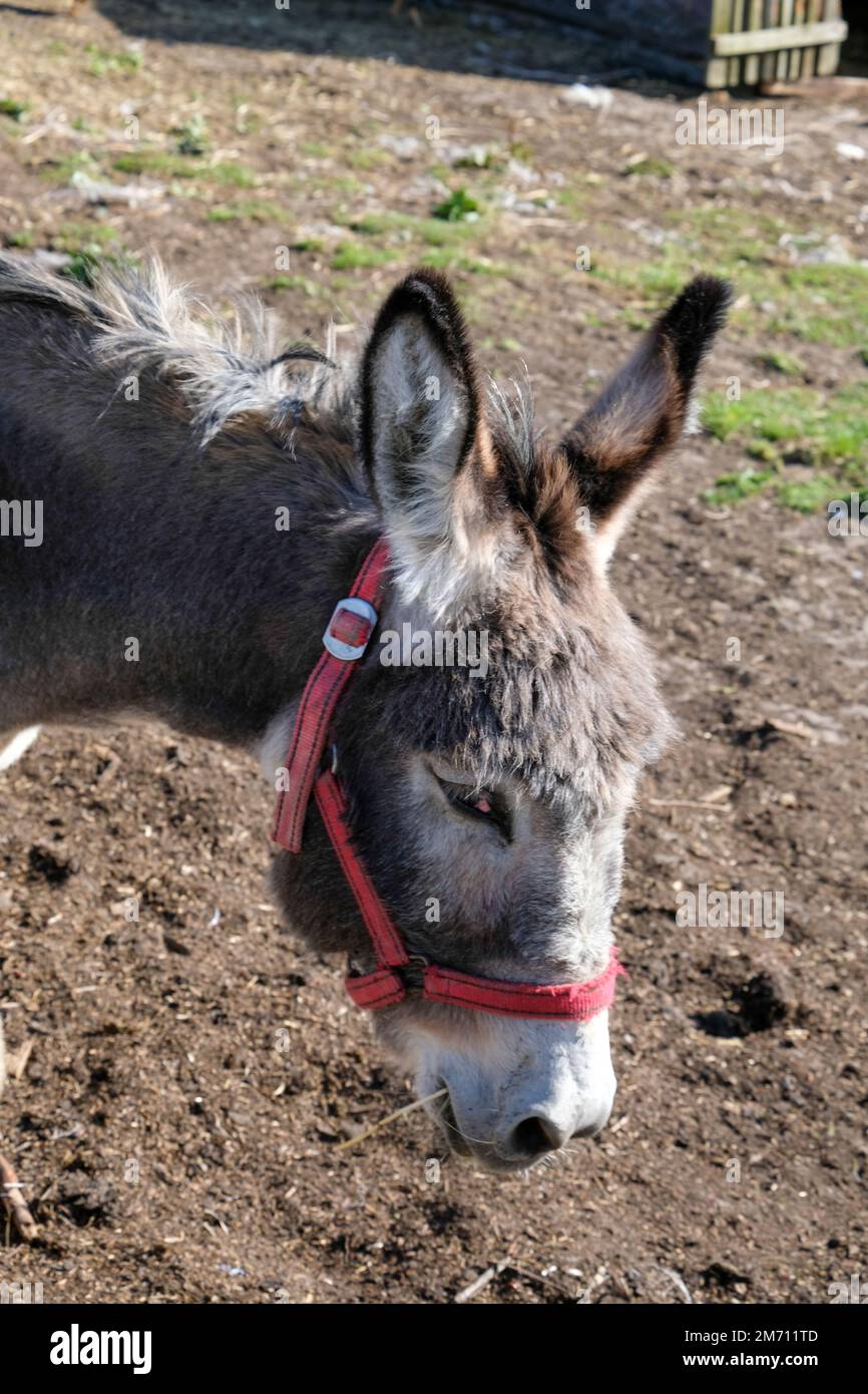A vertical closeup shot of a donkey with a red muzzle Stock Photo - Alamy