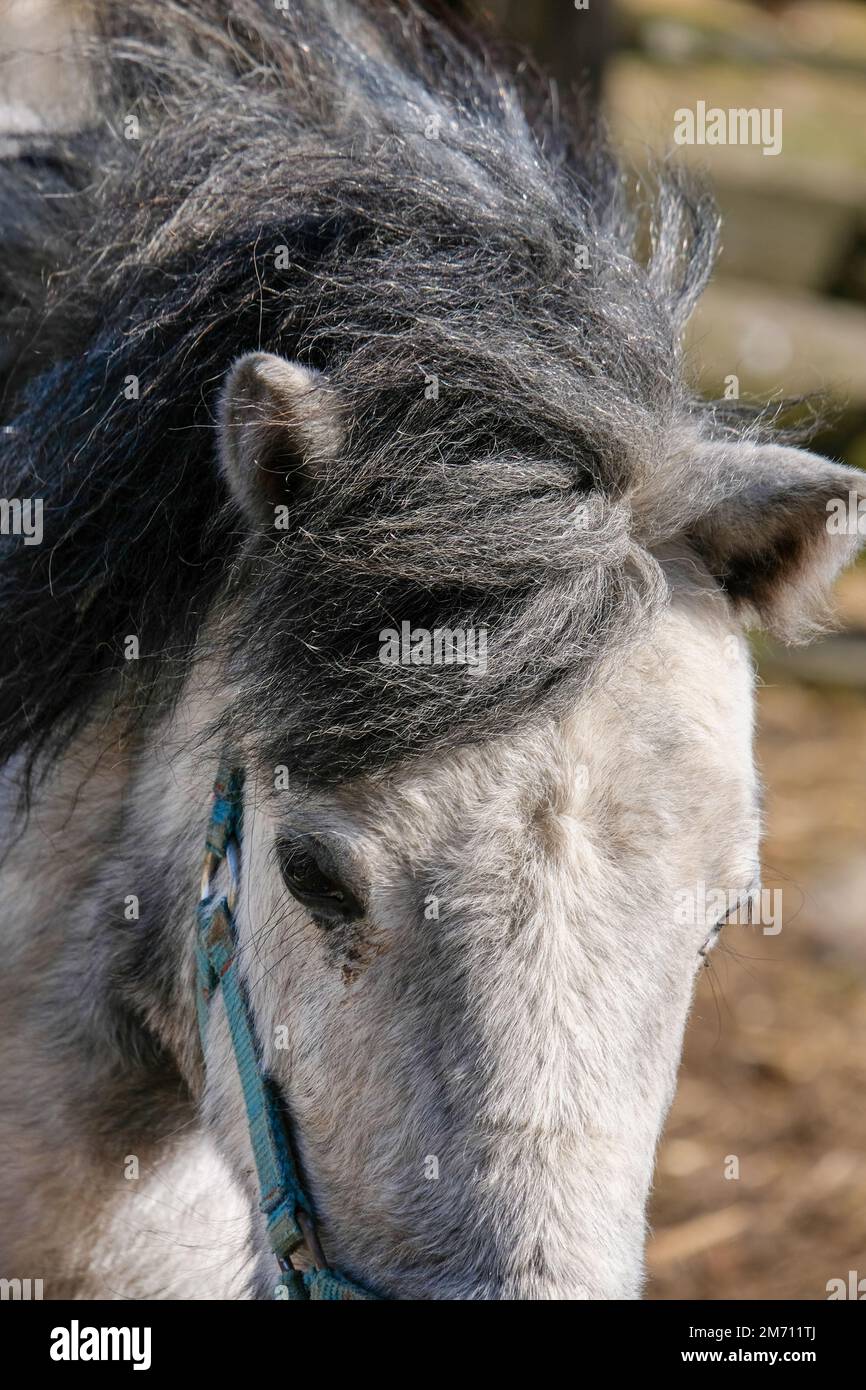 A vertical closeup shot of a donkey with a blue muzzle Stock Photo - Alamy
