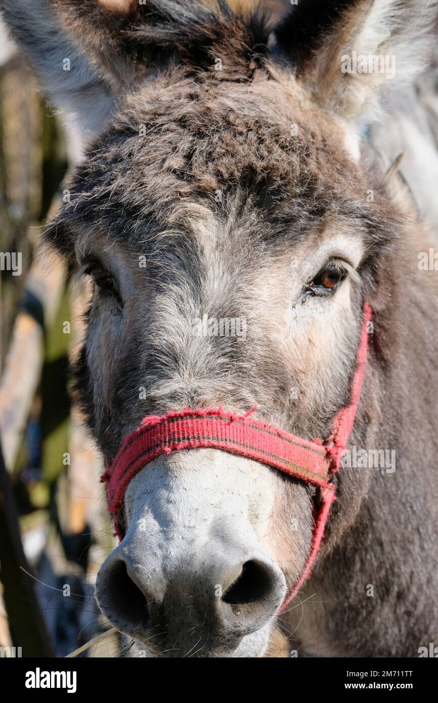 A vertical closeup shot of a donkey with a red muzzle Stock Photo - Alamy