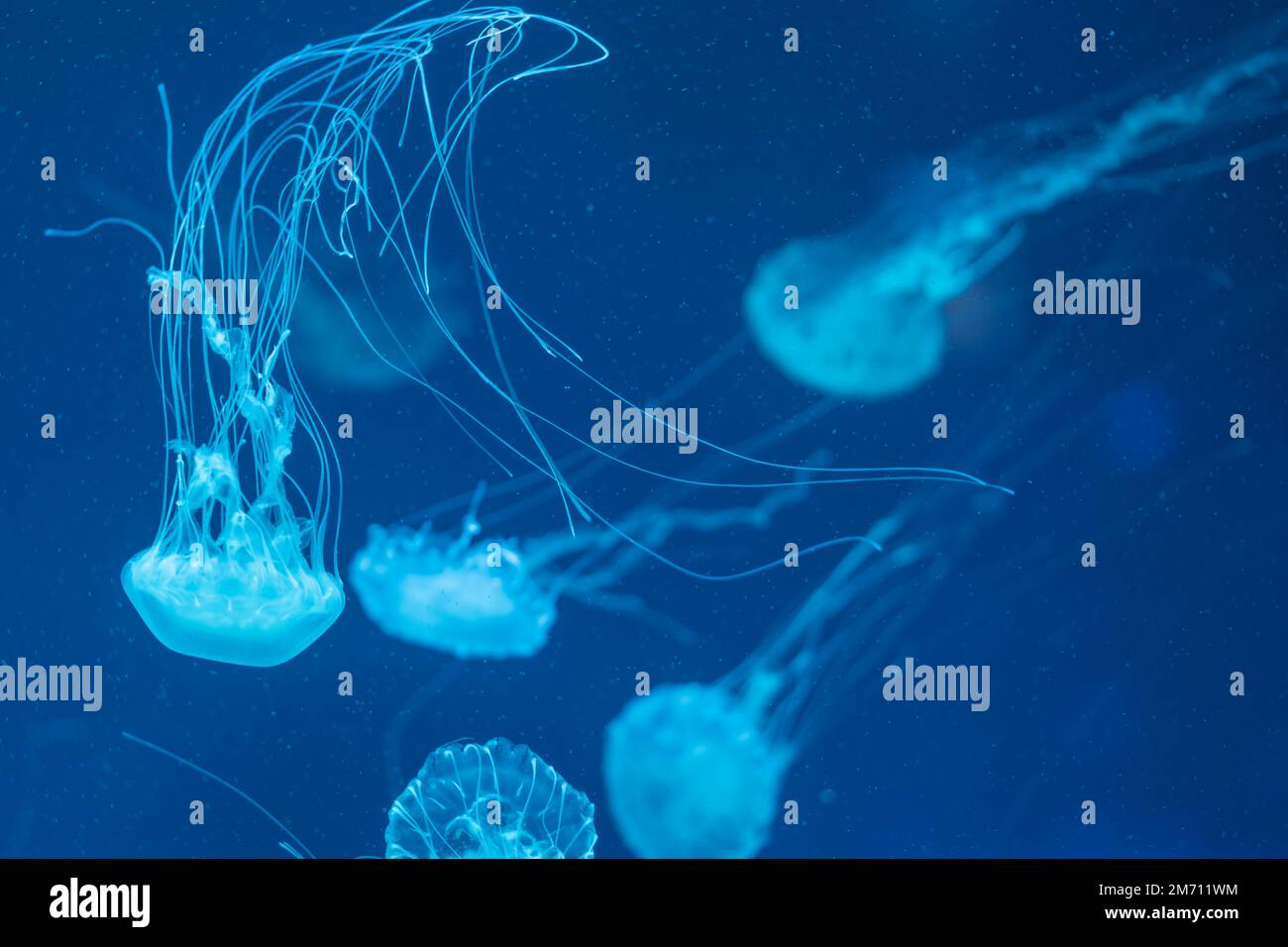 Jellyfish floating in the ocean-sea, the light passes through the water ...