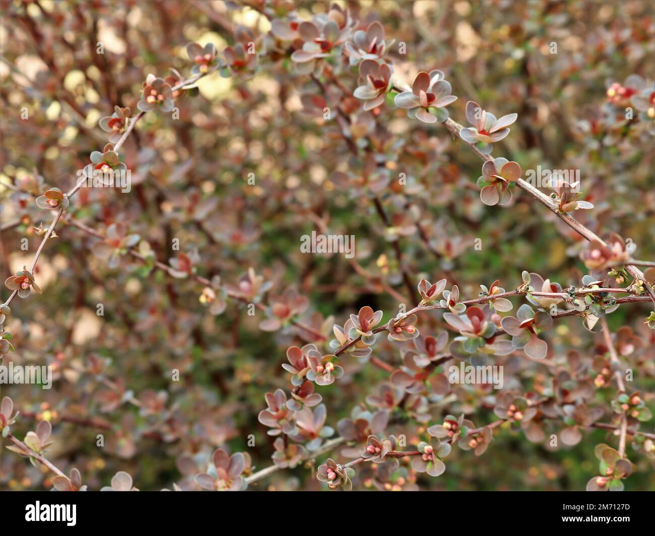 natural texture of ornamental barberry shrub twigs with small rounded ...