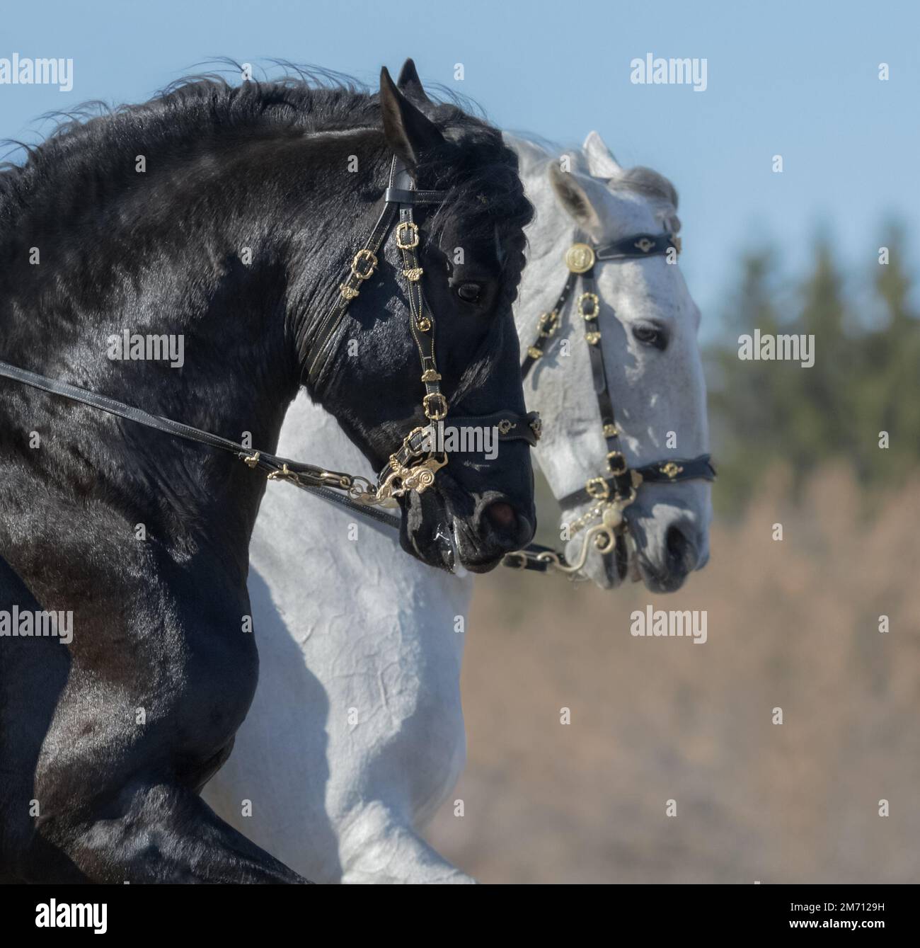 Portrait of two Andalusian horses in baroque bridle in motion ...