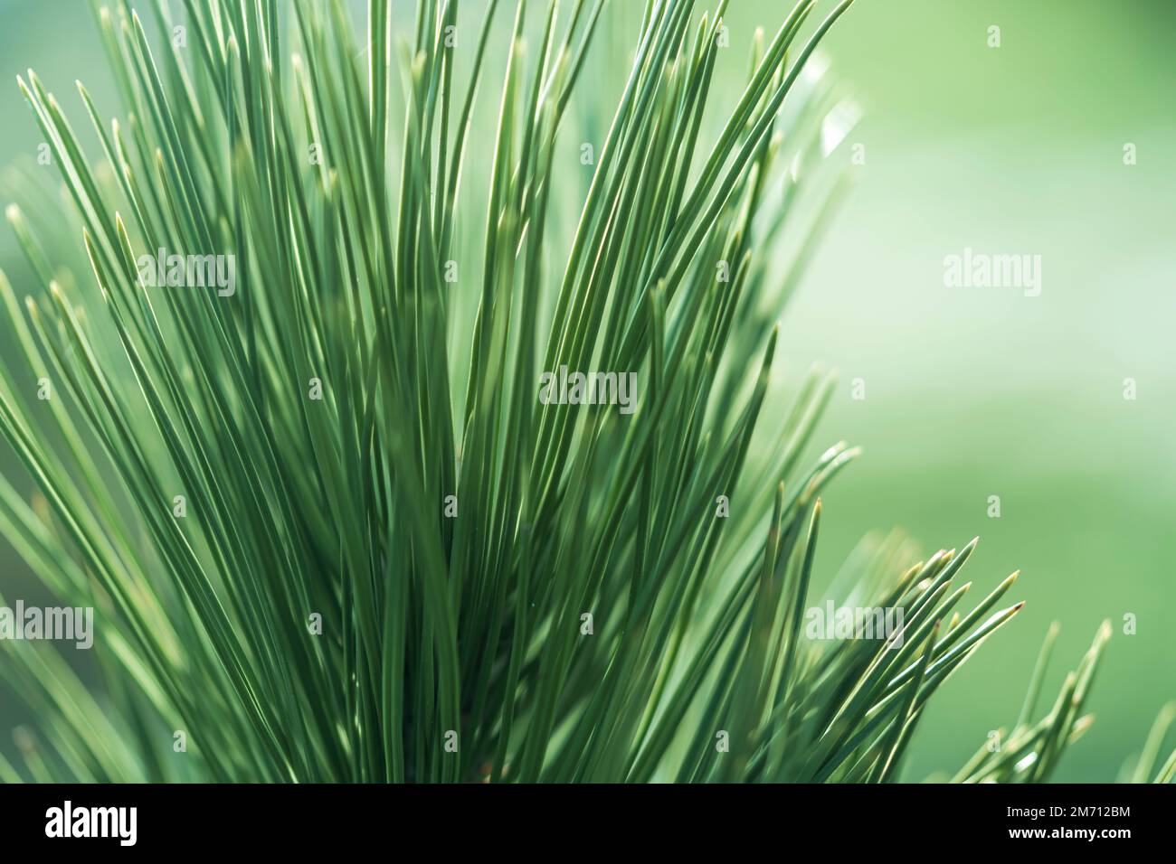 Branches of spruce forest nature landscape. Christmas background symbol ...