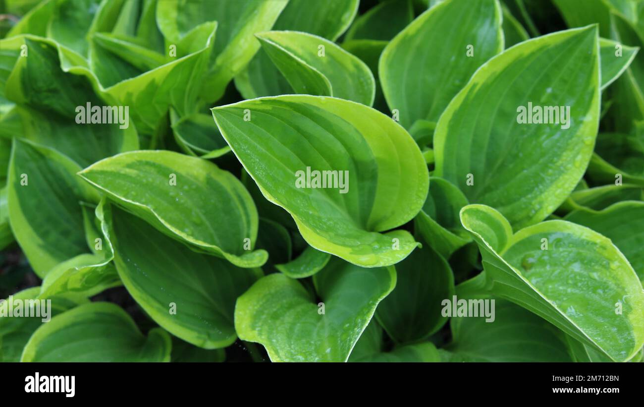 hosta leaves in blur focus as natural texture in bright green color ...