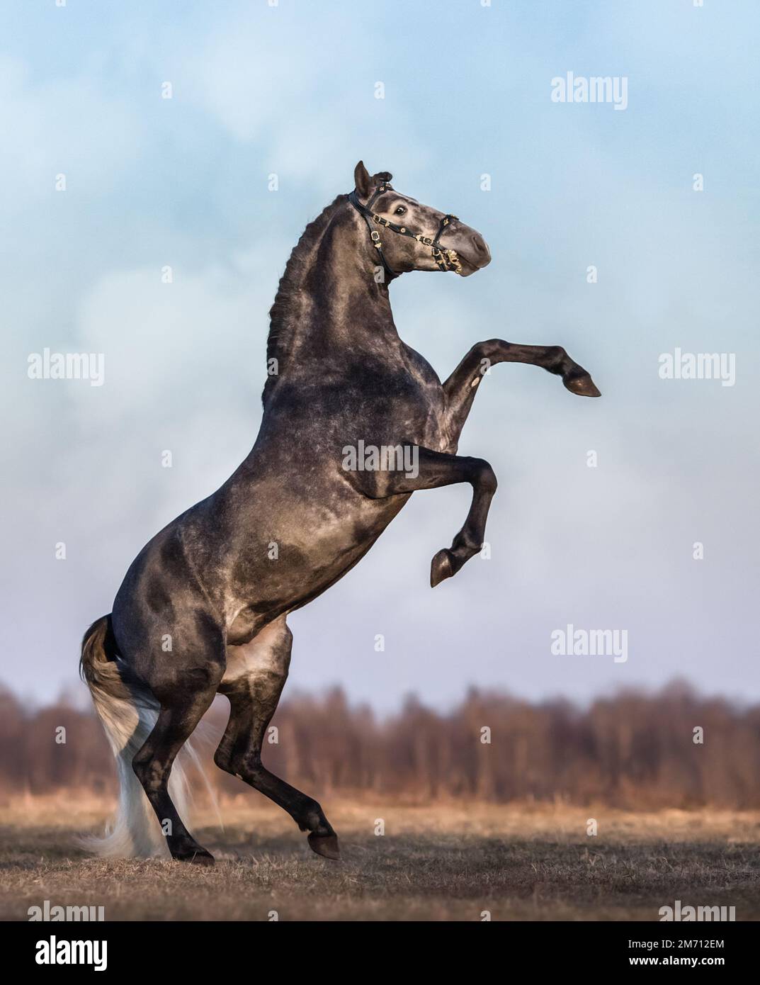 Dark Gray Horse