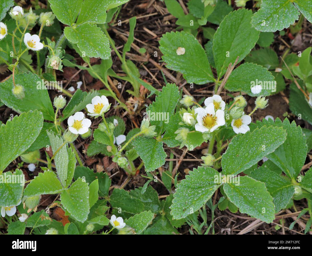 garden strawberry flowers among fresh green leaves, flowering and ...