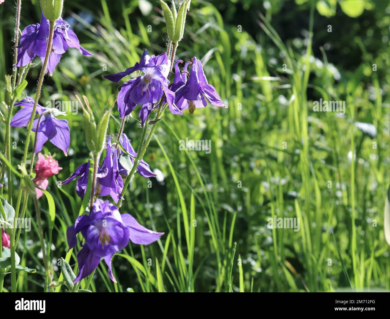 Bluebells with a blurred background hi-res stock photography and images ...