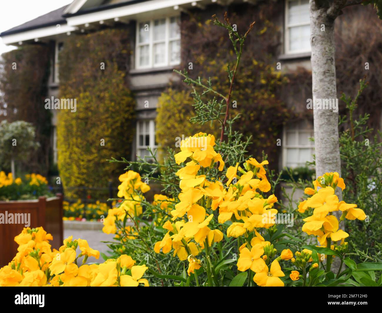 A closeup shot of a yellow daffodil flowers with a background of a ...