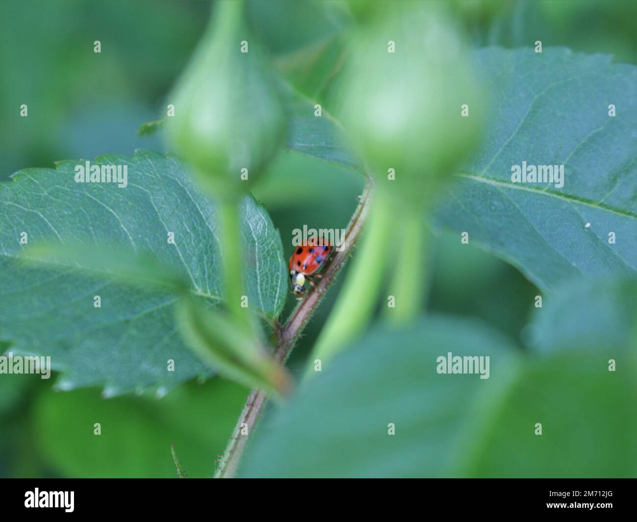 Ladybird on rose plant hi-res stock photography and images - Alamy