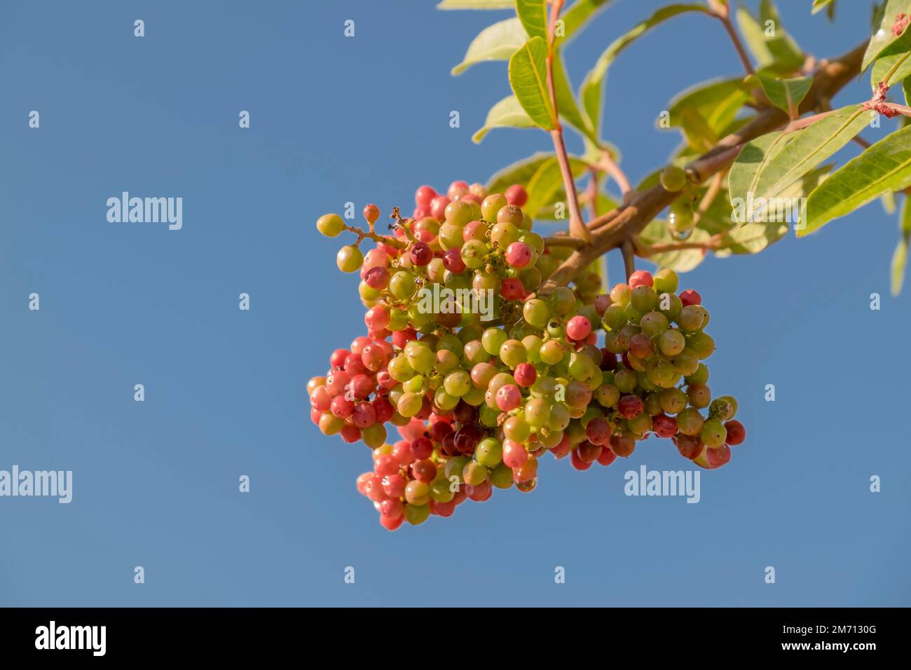 Brazilian brazilian peppertree (Schinus terebinthifolia), fruit stand ...