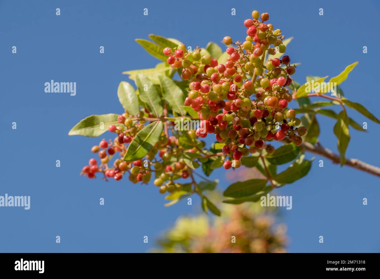 Brazilian brazilian peppertree (Schinus terebinthifolia), fruit stand ...