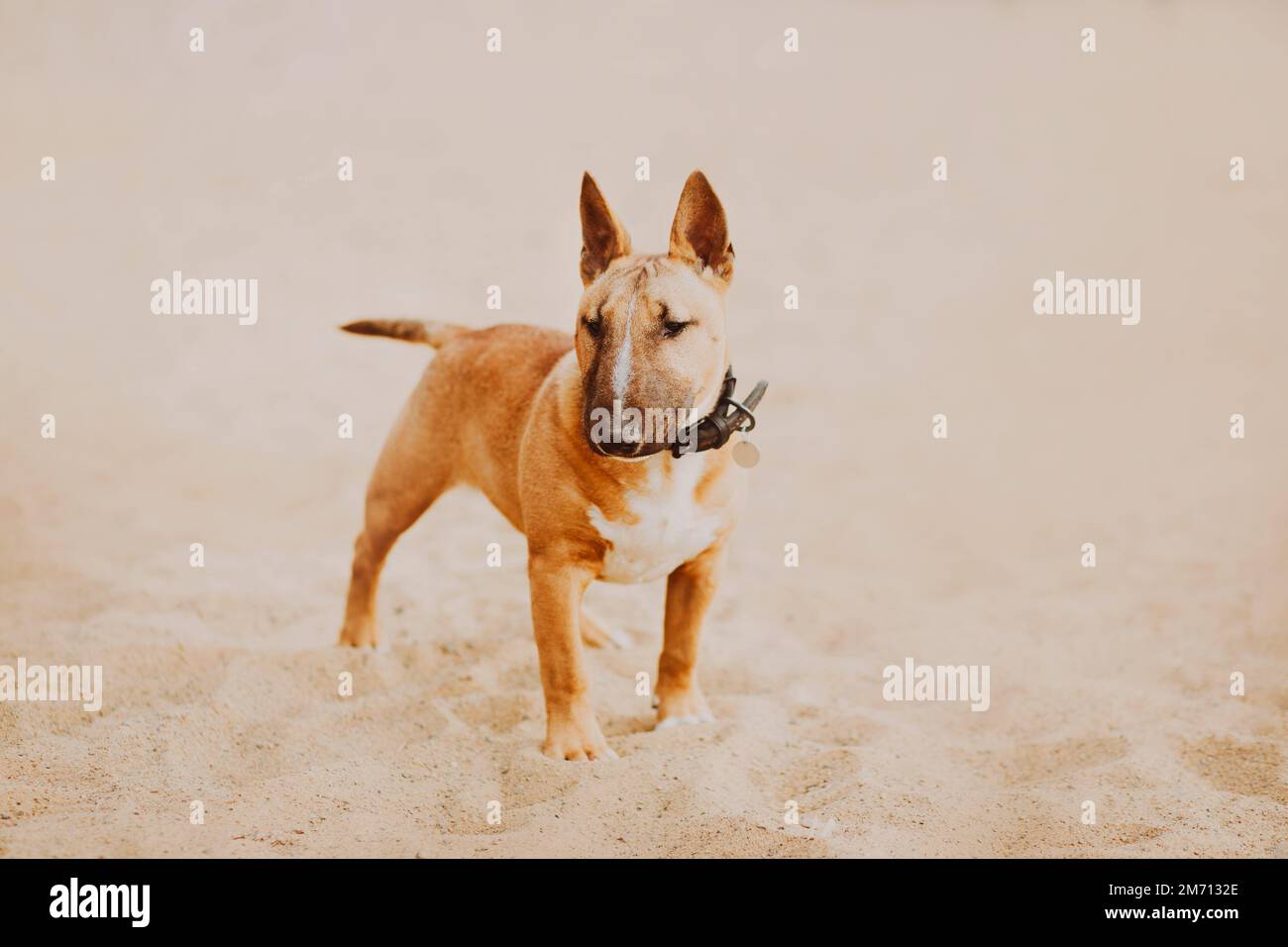 Cute beautiful ginger bull terrier in a black collar walks on a sandy ...