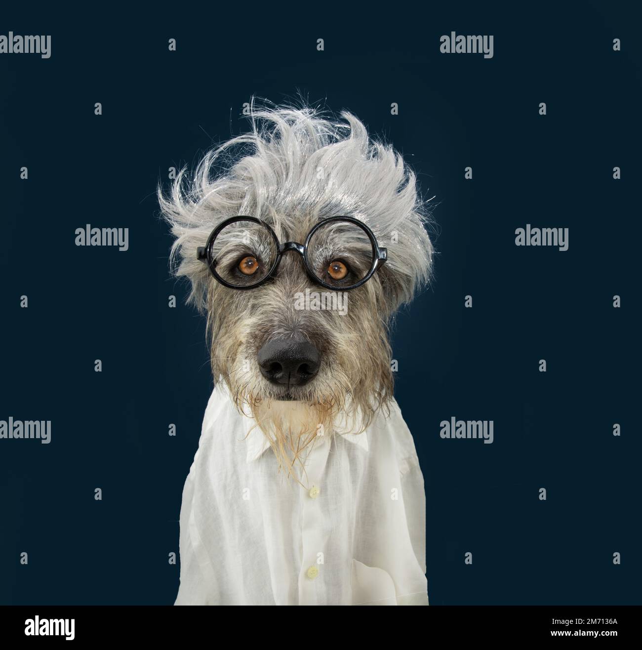 Einstein the dog hi-res stock photography and images - Alamy