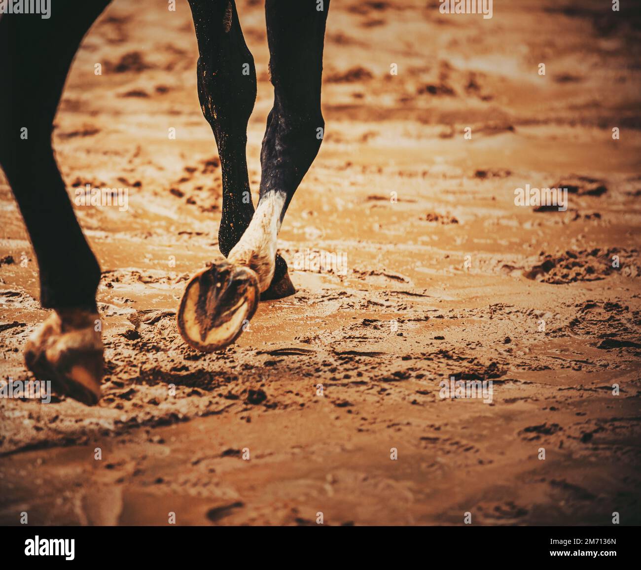 The hooves of a black horse that gallops through the mud on a summer ...