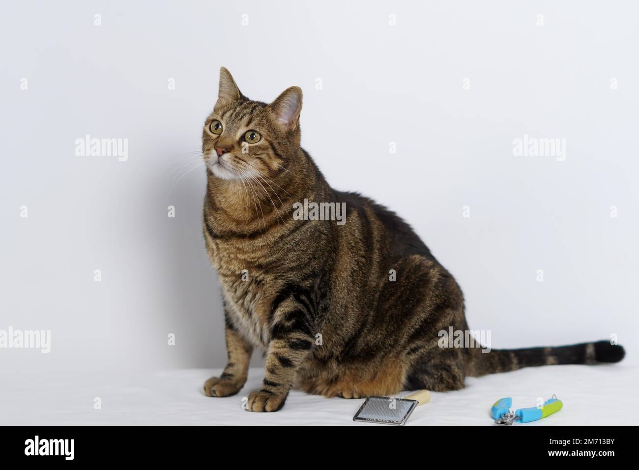 Common cat on vet's table with scissors and brush and white background ...