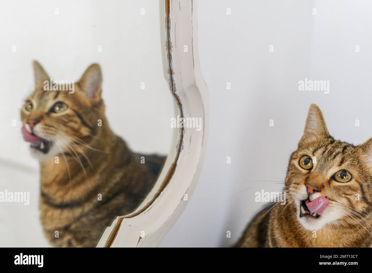 Common cat reflecting in a mirror with a white wall in the background ...