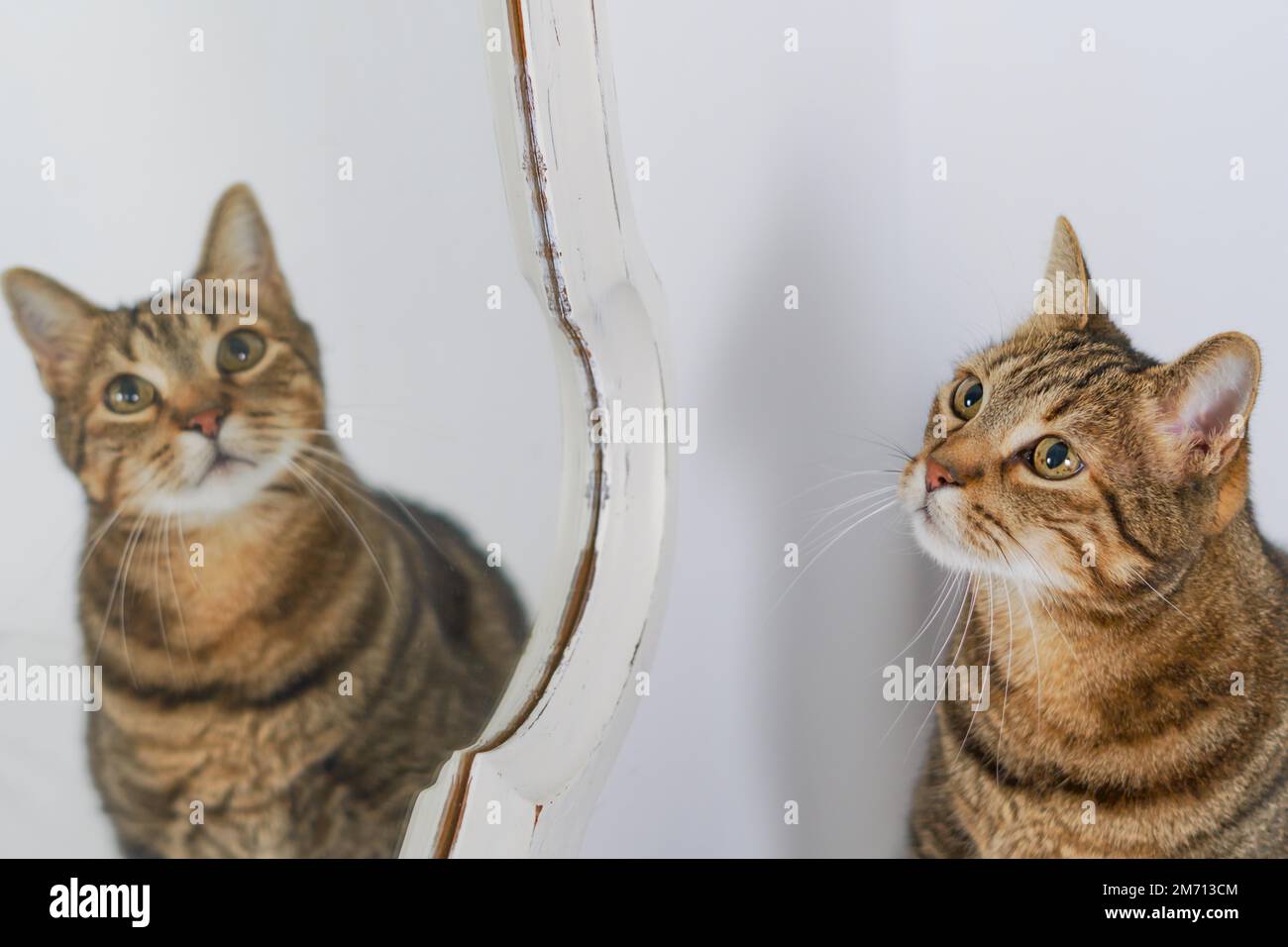 Common cat reflecting in a mirror with a white wall in the background ...