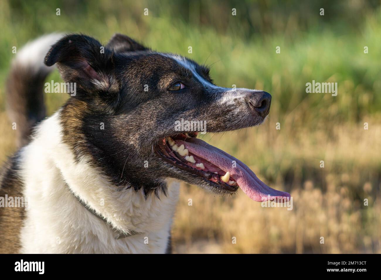 Border collie dog bathing in the river Stock Photo - Alamy