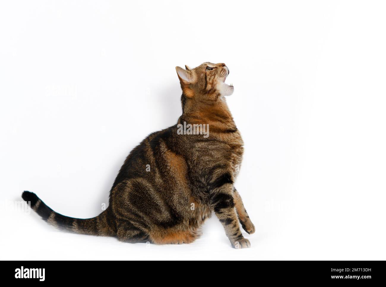 Common cat with open mouth isolated on a white background Stock Photo ...
