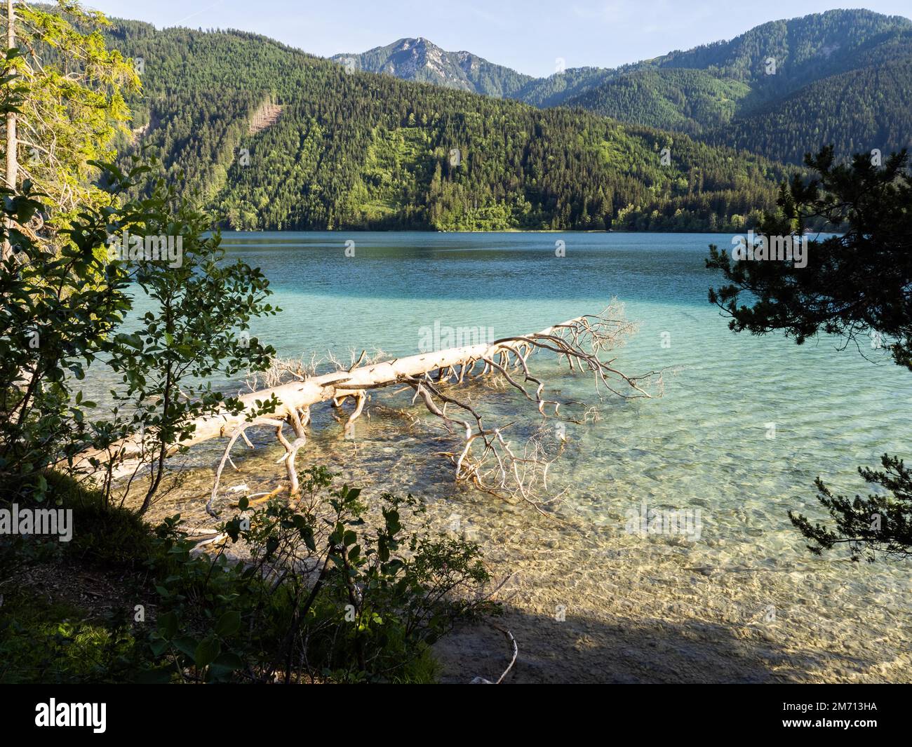 Tree trunk in the lake, view of Lake Weissensee, Carinthia, Austria ...