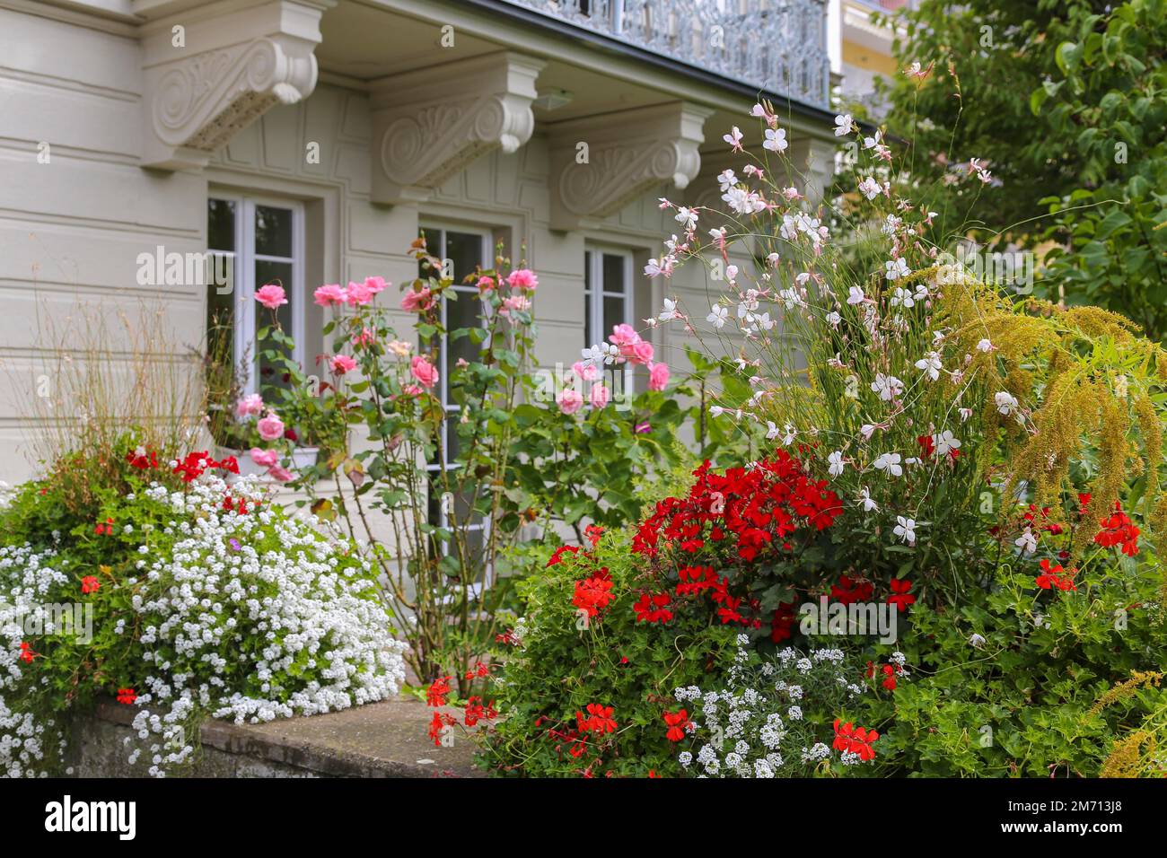 Garden culture path, flowers, geraniums (Pelargonium), geraniums, shrub ...