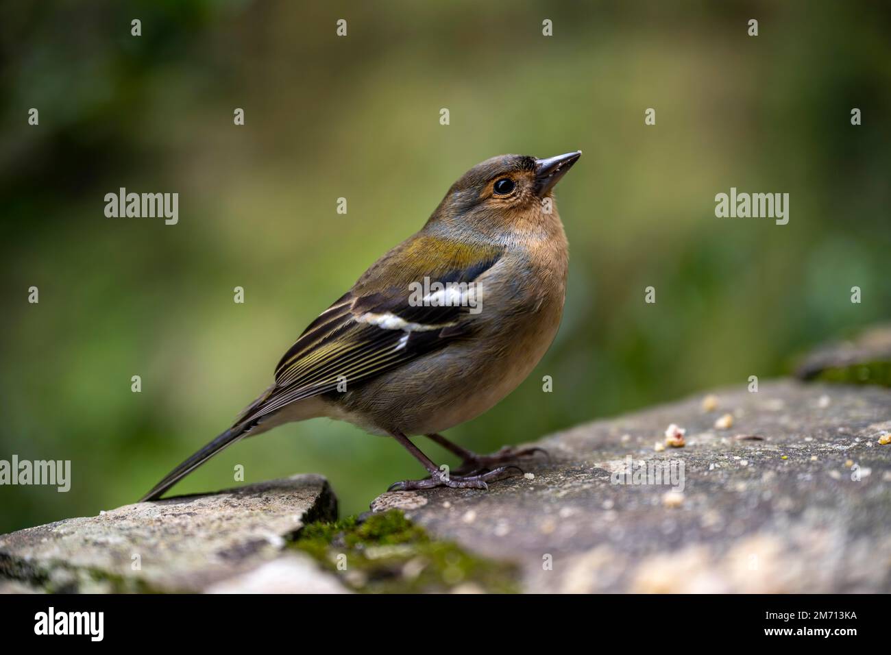 Madeira madeiran chaffinch (Fringilla coelebs maderensis), sitting on a ...