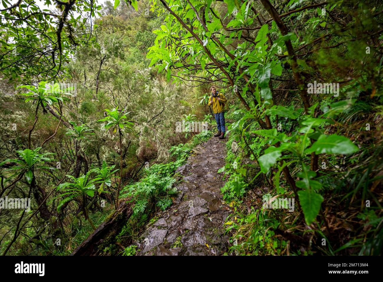 Hiker in dense forest, giant sow thistle (Sonchus fruticosus) on the ...