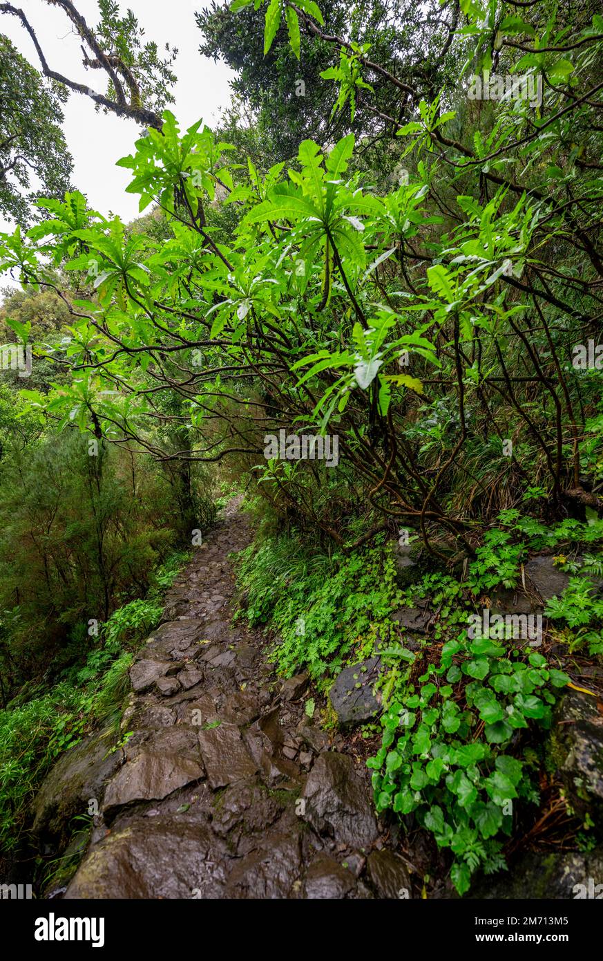 Giant sow thistle hi-res stock photography and images - Alamy