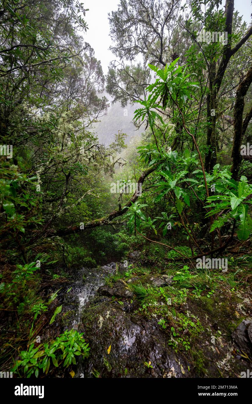 Dense forest with giant sow thistle (Sonchus fruticosus) on the Vereda ...
