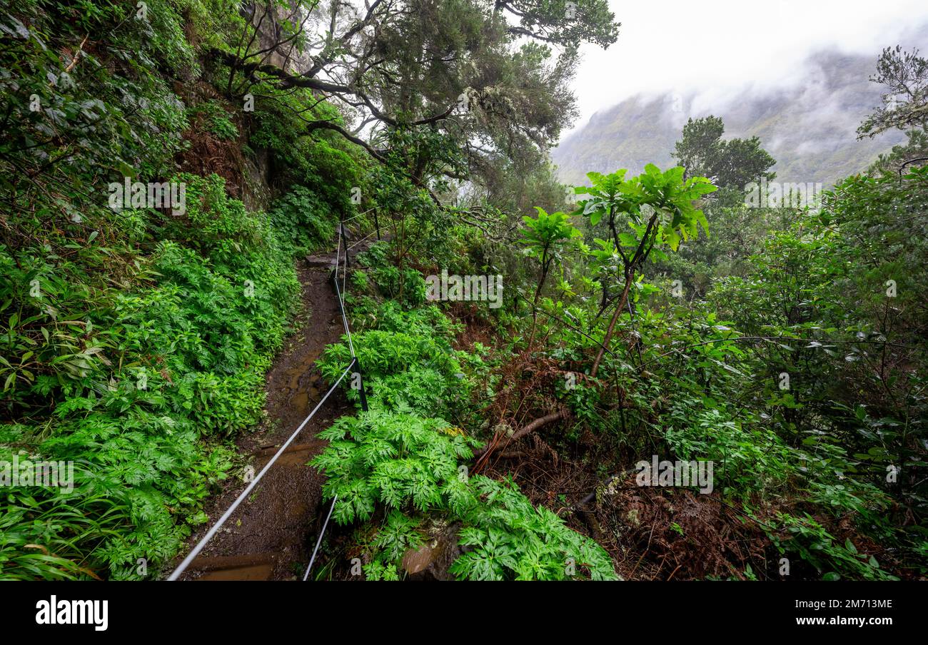 Giant sow thistle hi-res stock photography and images - Alamy