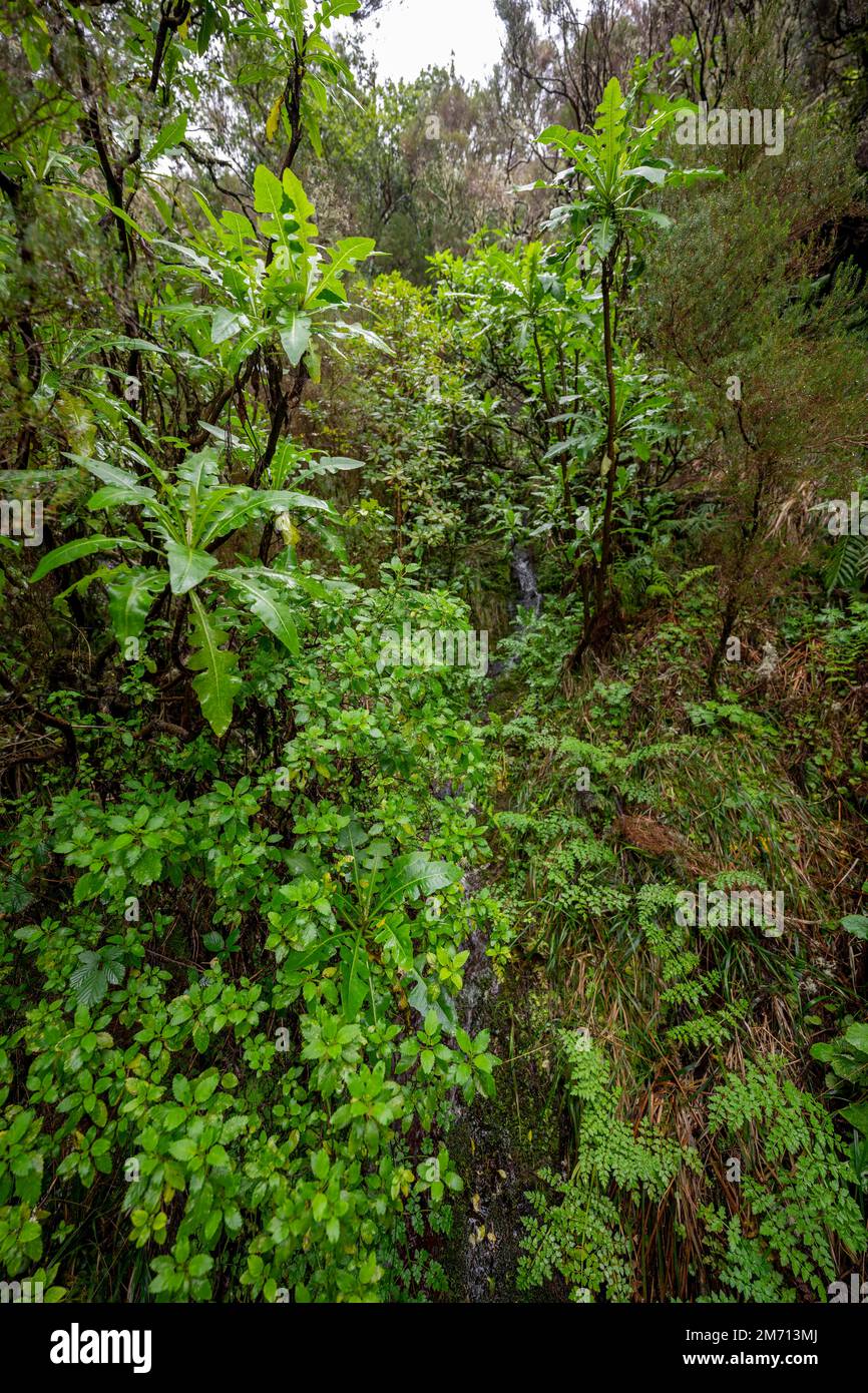 Dense forest with giant sow thistle (Sonchus fruticosus) on the Vereda ...