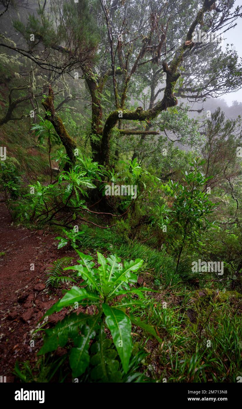 Ichter forest with giant sow thistle (Sonchus fruticosus) on the Vereda ...