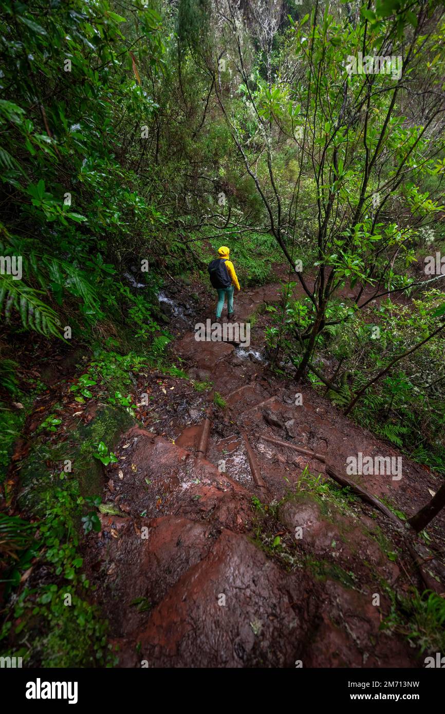 Hiker in dense forest, Vereda Francisco Achadinha hiking trail, Rabacal ...
