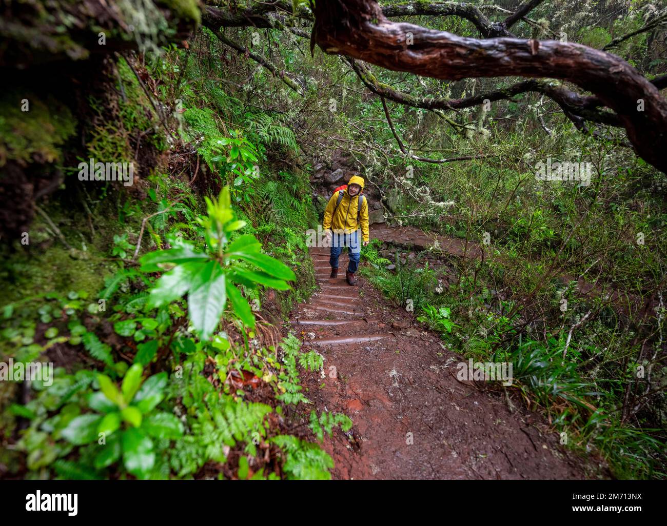 Hiker in dense forest, Vereda Francisco Achadinha hiking trail, Rabacal ...