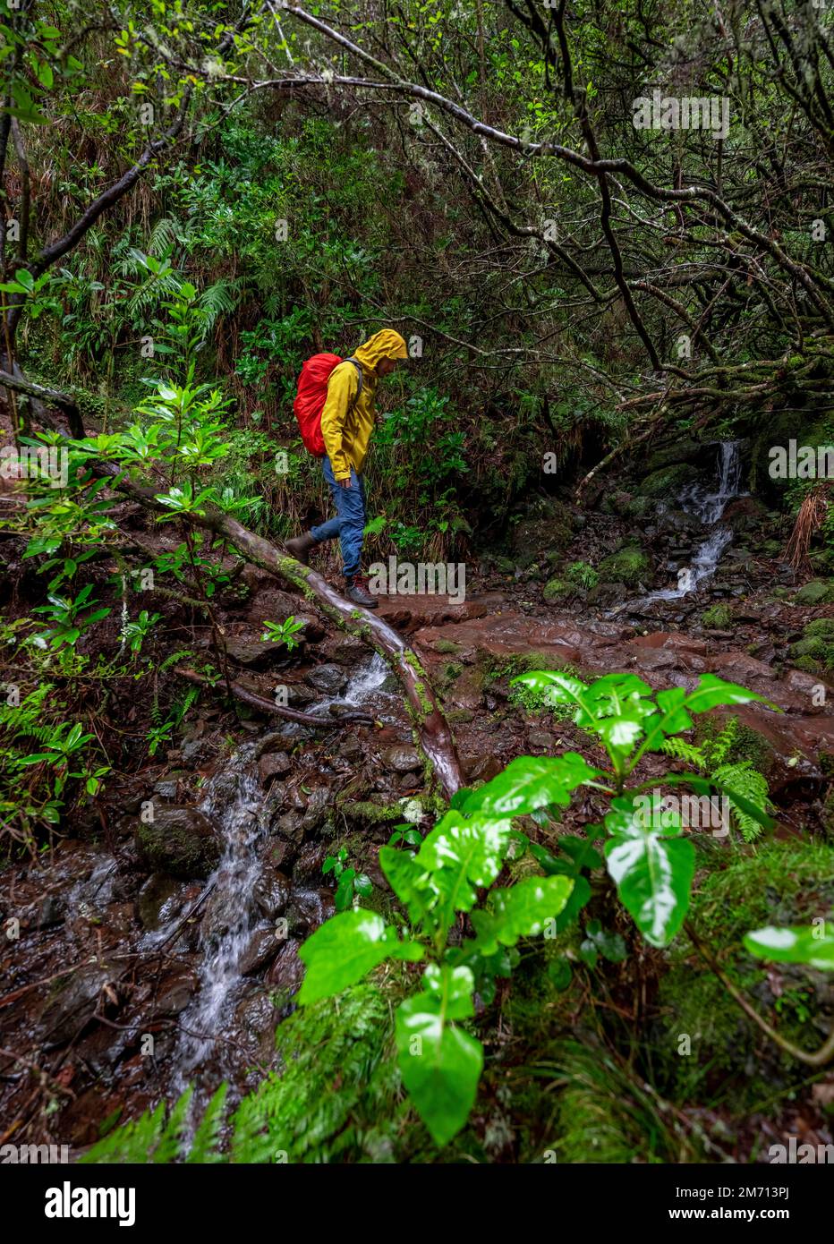 Hiker in dense forest, Vereda Francisco Achadinha hiking trail, Rabacal ...