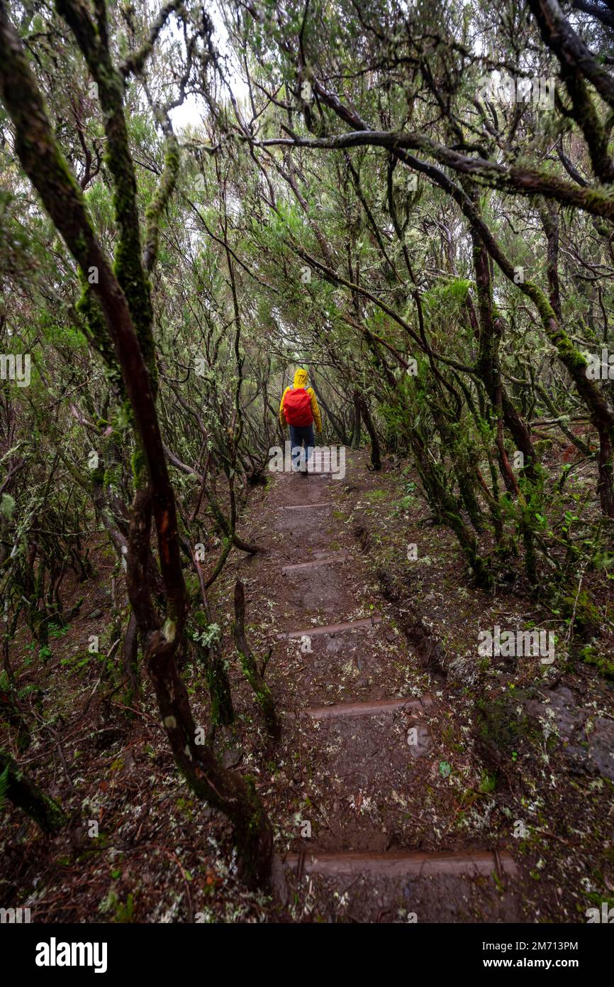 Hiker in dense forest, Vereda Francisco Achadinha hiking trail, Rabacal ...